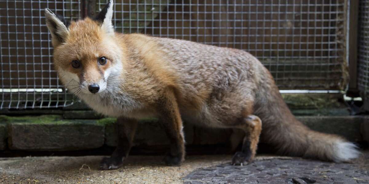 Elvis The Fox Hit By Car, Released After Months Of TLC - The Dodo