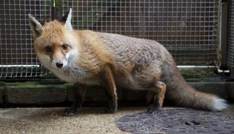 Elvis The Fox Hit By Car, Released After Months Of TLC - The Dodo