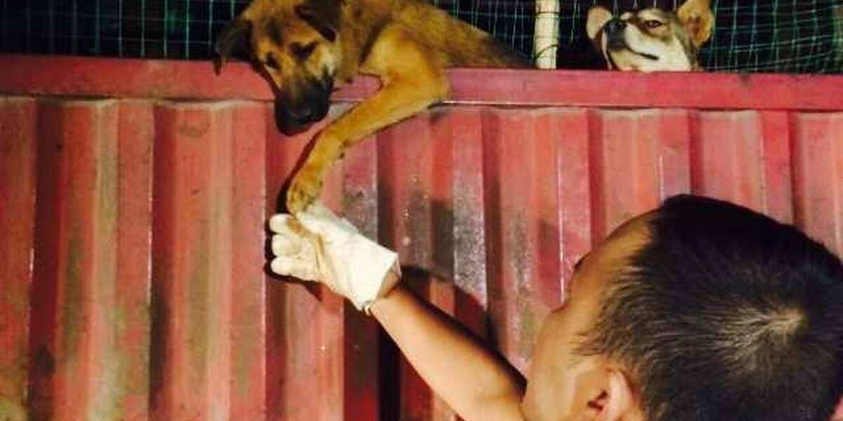 Dog Shakes Hand Of Rescuer Who Saved Him From Horrific Fate - The Dodo