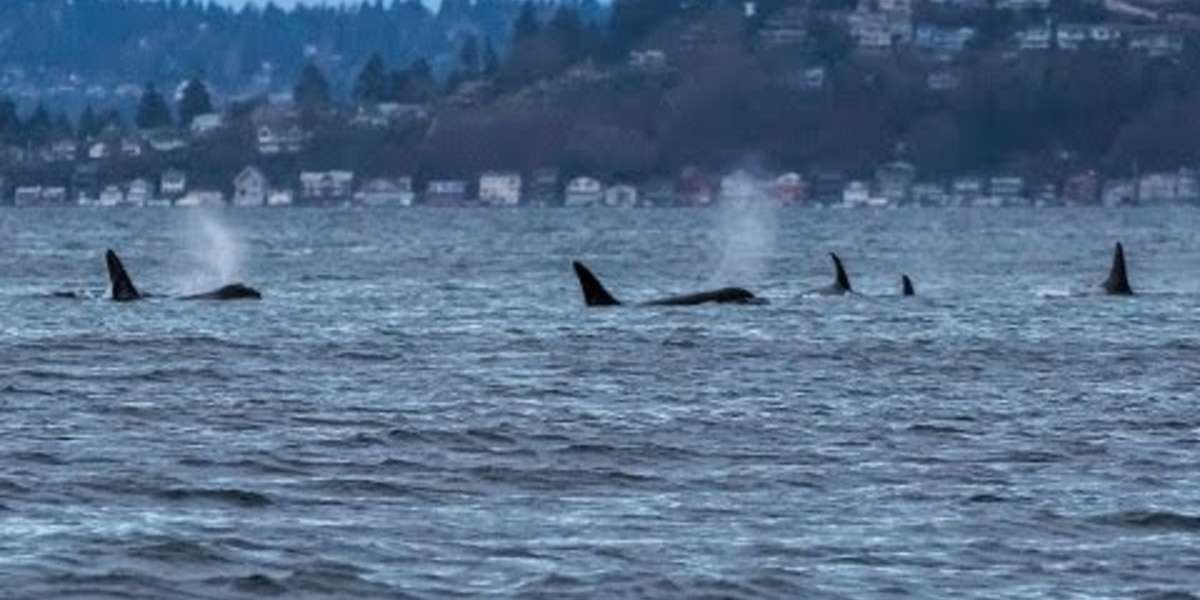 Just beautiful! Resting orca waking up - a must see! http://t.co ...