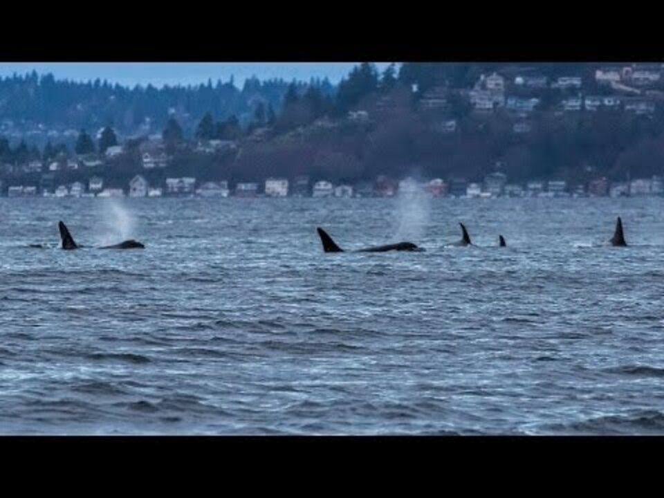 Just beautiful! Resting orca waking up - a must see! http://t.co ...