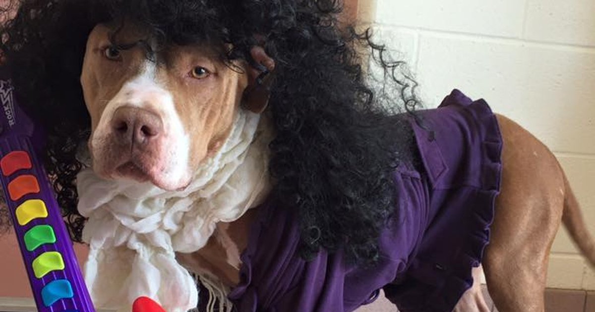 Shelter Dogs Dress Up As Prince (For The Best Reason) - The Dodo