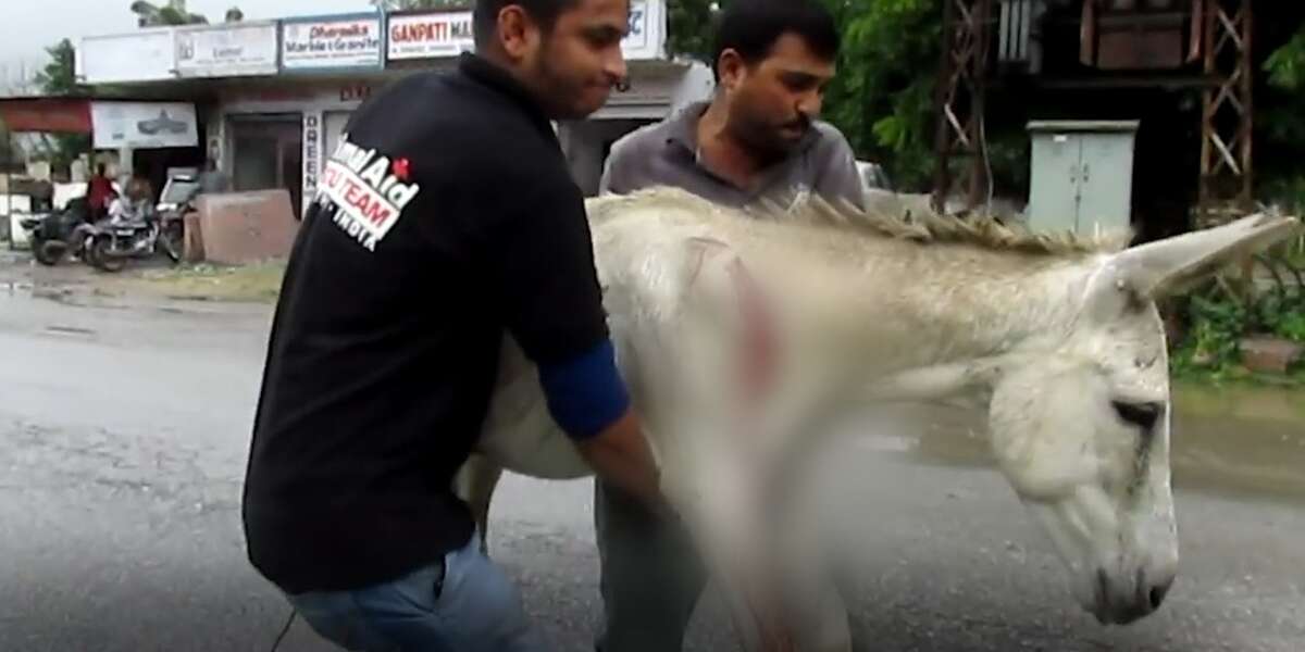 Donkey Hit By A Car Is Rescued Just In Time - The Dodo