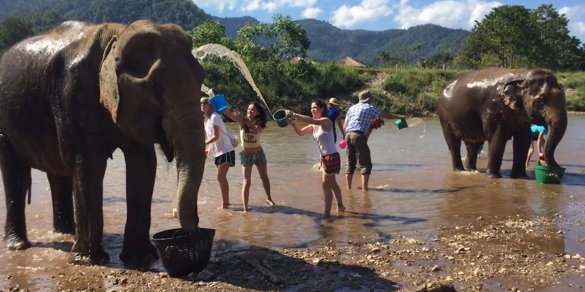 Abused Elephants Have The Happiest Lives Together Now - Videos - The Dodo