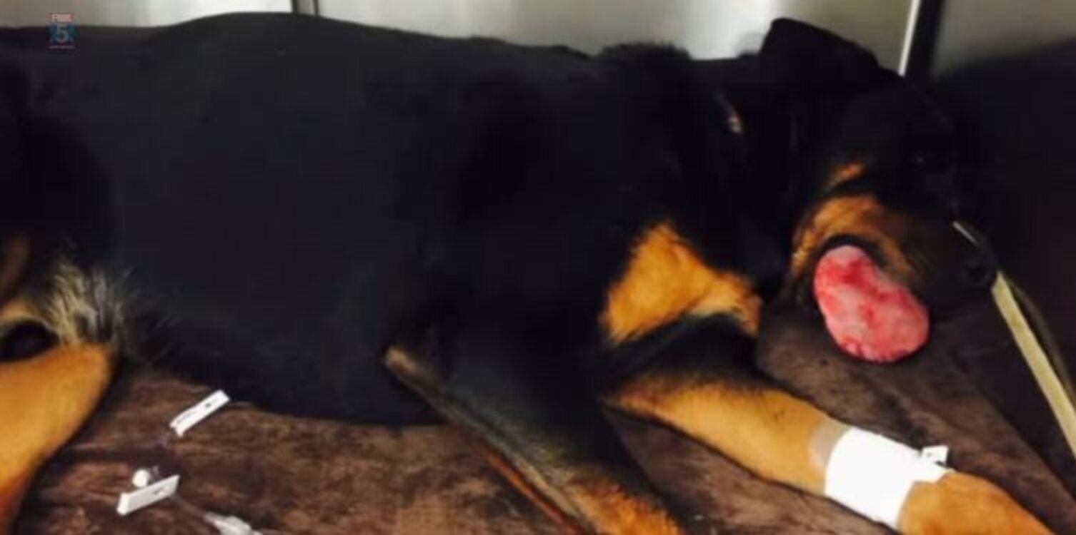 Dog Dies After Playing With Popular Chew Toy - The Dodo