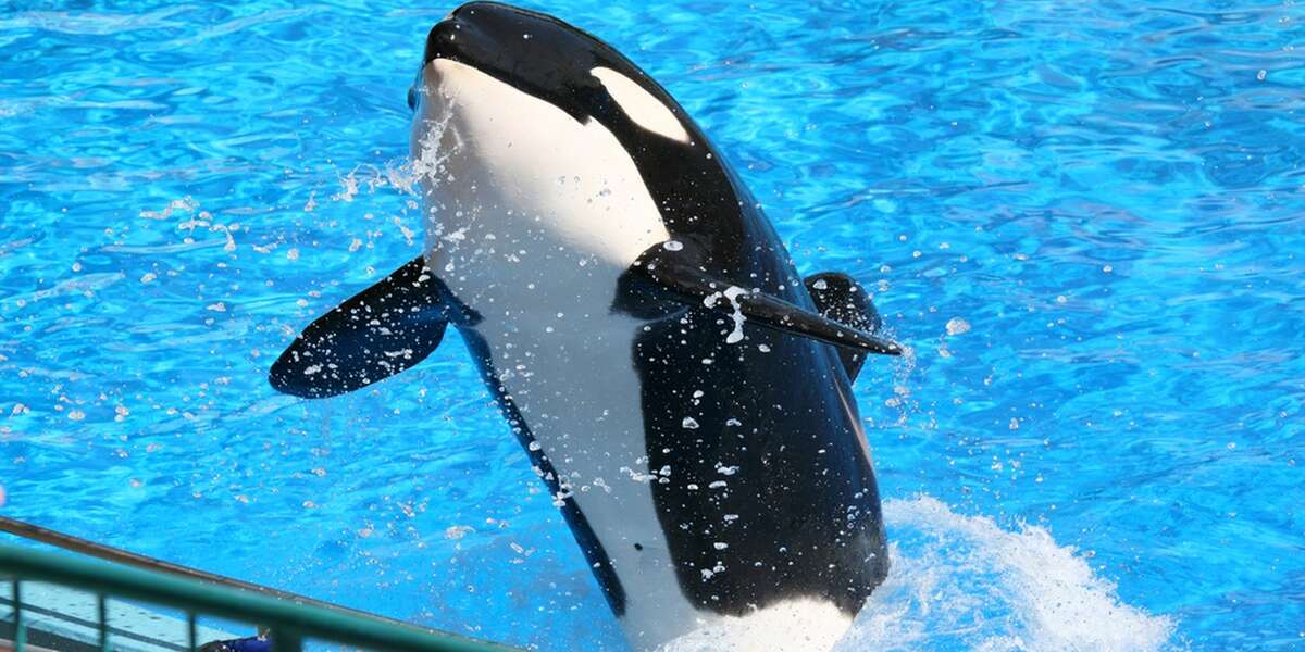 SeaWorld Wants Bigger Tanks — So It Can Get More Orcas - The Dodo