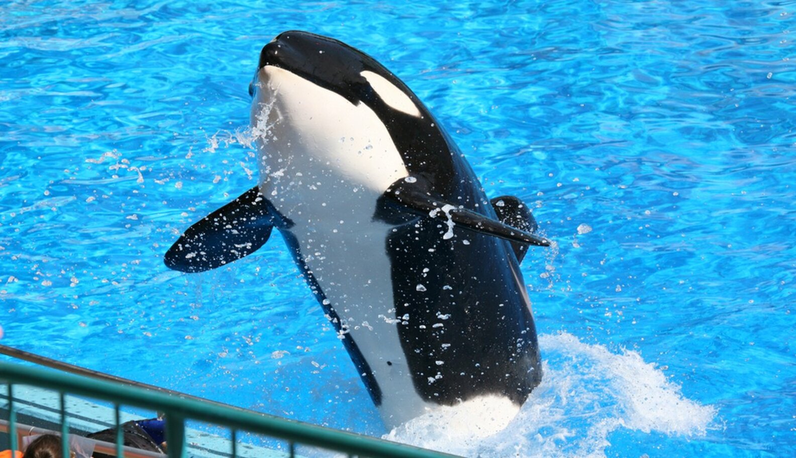 SeaWorld Wants Bigger Tanks — So It Can Get More Orcas - The Dodo