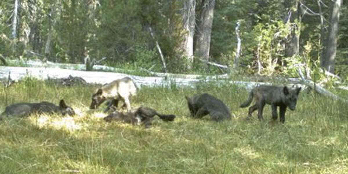 Wolf Pups Spotted In California For First Time In Nearly 100 Years ...
