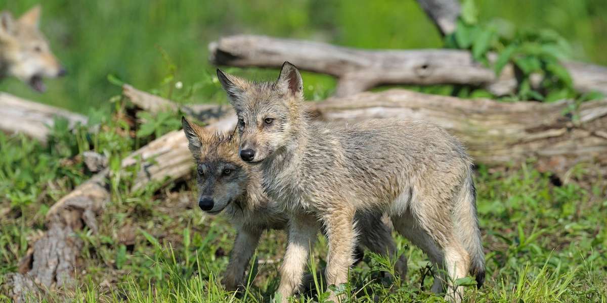 Science Says Wolf Trophy Hunting Doesn't Wash - The Dodo