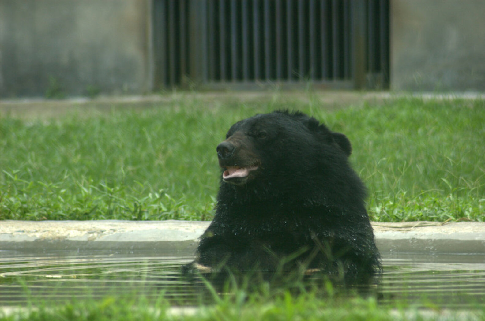 Bear Trapped In Tiny Cage Is More Than Ready To Chill In Pool - The Dodo