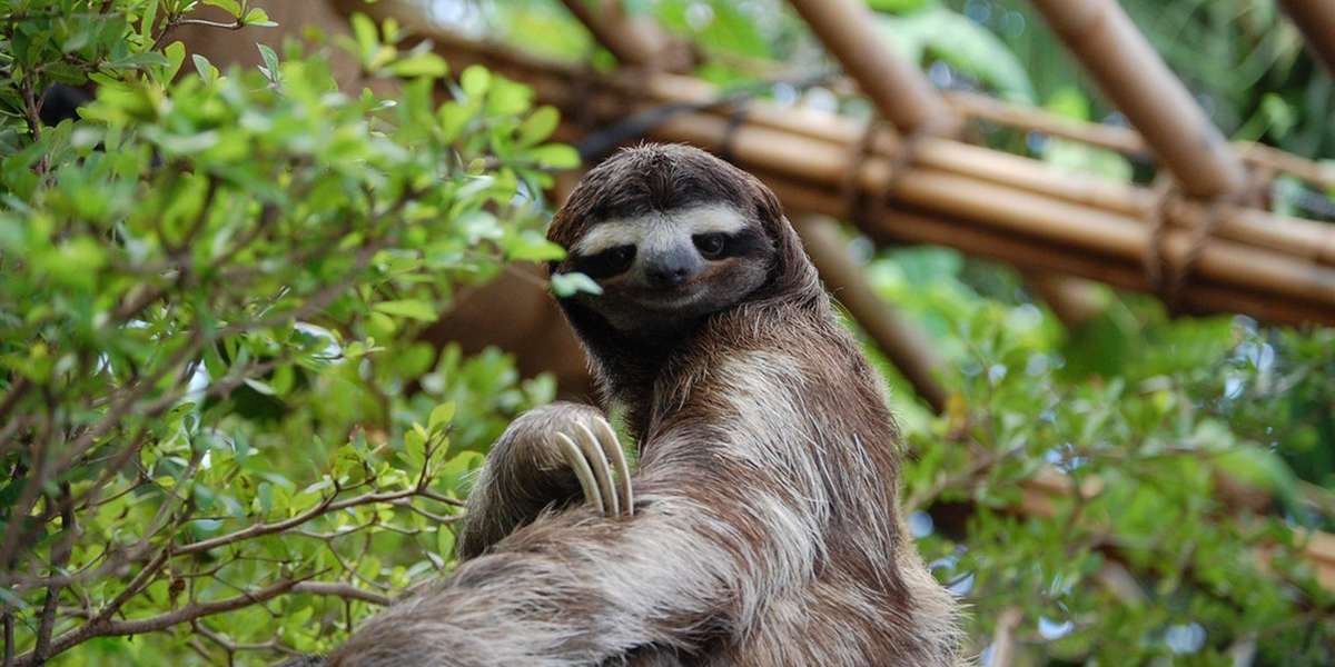 Why The World Has Fallen In Love With Sloths - The Dodo