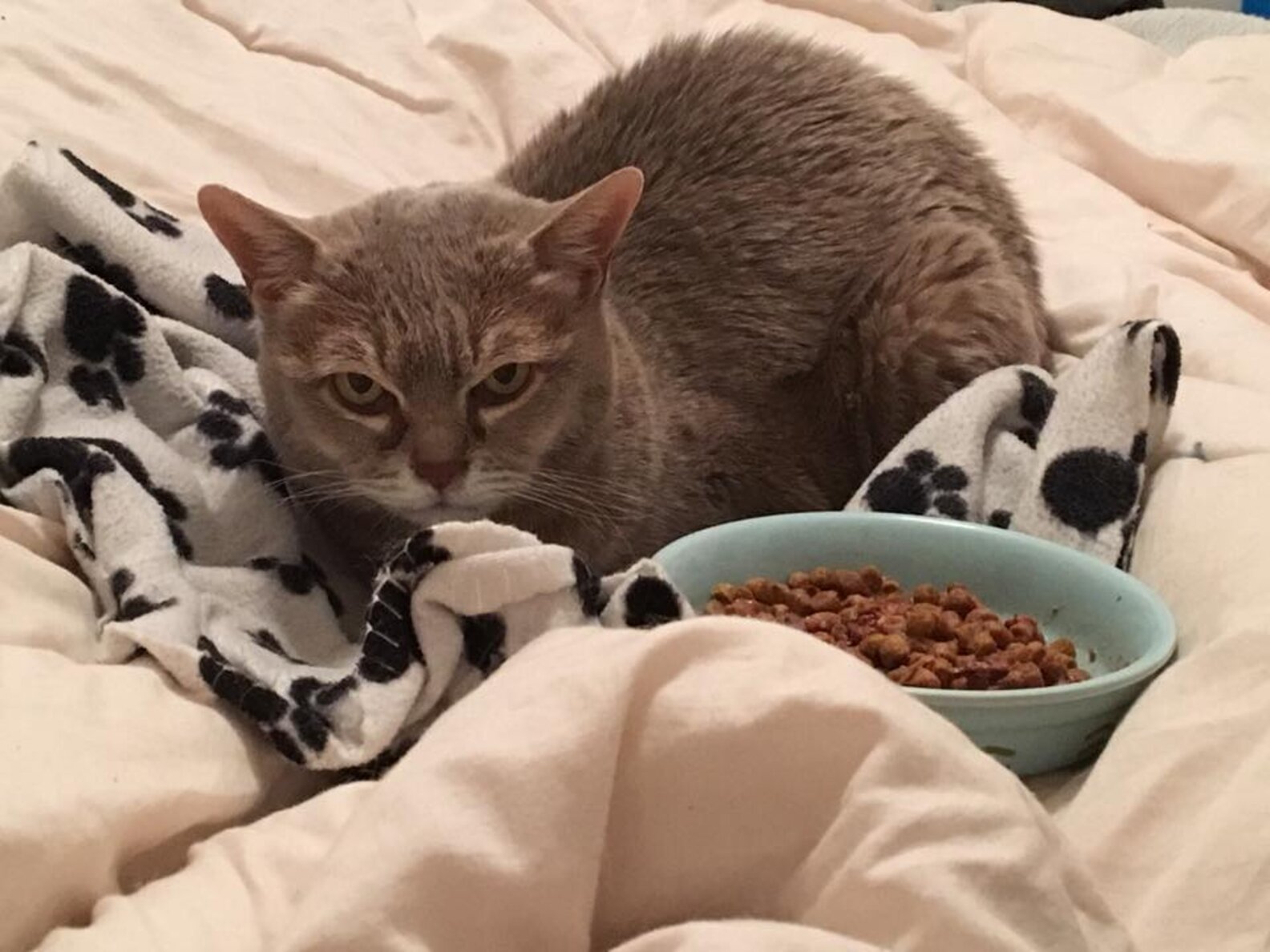 Cat Who Was Sick At Shelter Finds The Perfect Person To Cure Her - The Dodo