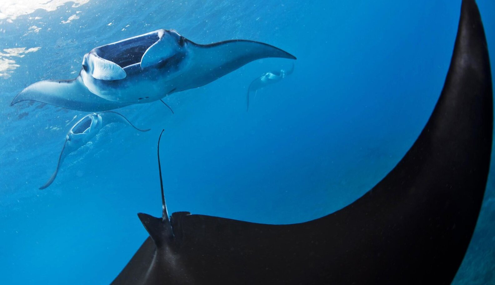 Massive Manta Ray Bust Captures Industry Kingpin - The Dodo