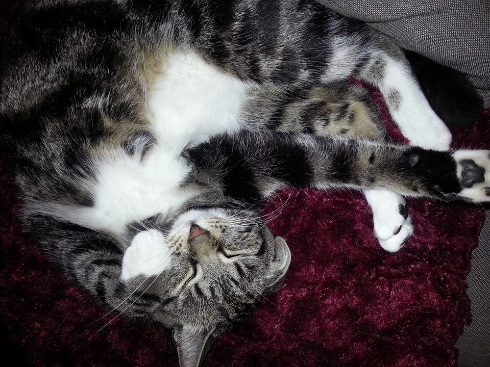 Rescue Cat Can't Stop Grooming And Cuddling Her Rabbit - The Dodo