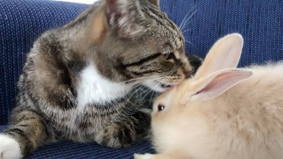 Rescue Cat Can't Stop Grooming And Cuddling Her Rabbit - The Dodo