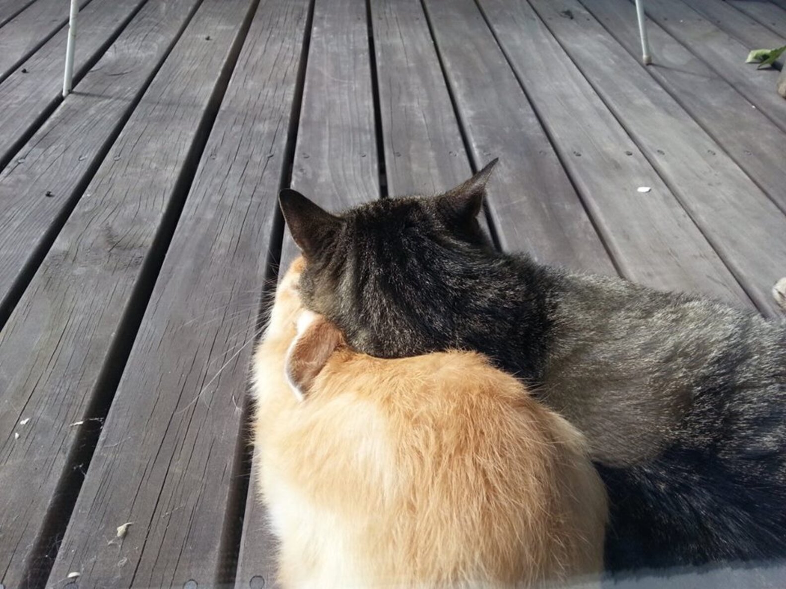 Rescue Cat Can't Stop Grooming And Cuddling Her Rabbit - The Dodo