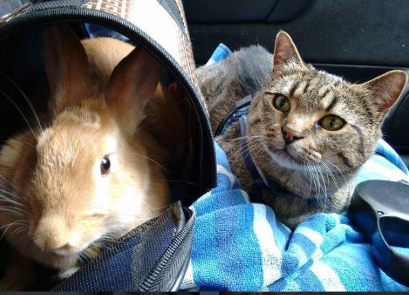 Rescue Cat Can't Stop Grooming And Cuddling Her Rabbit - The Dodo