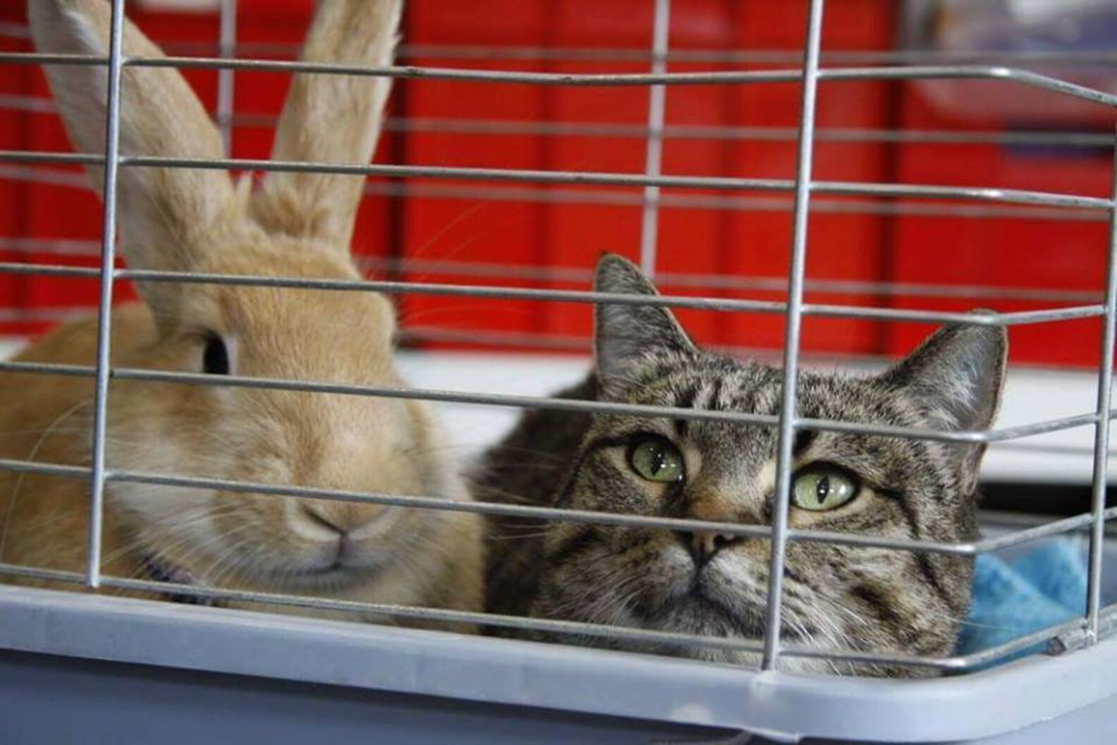 Rescue Cat Can't Stop Grooming And Cuddling Her Rabbit - The Dodo