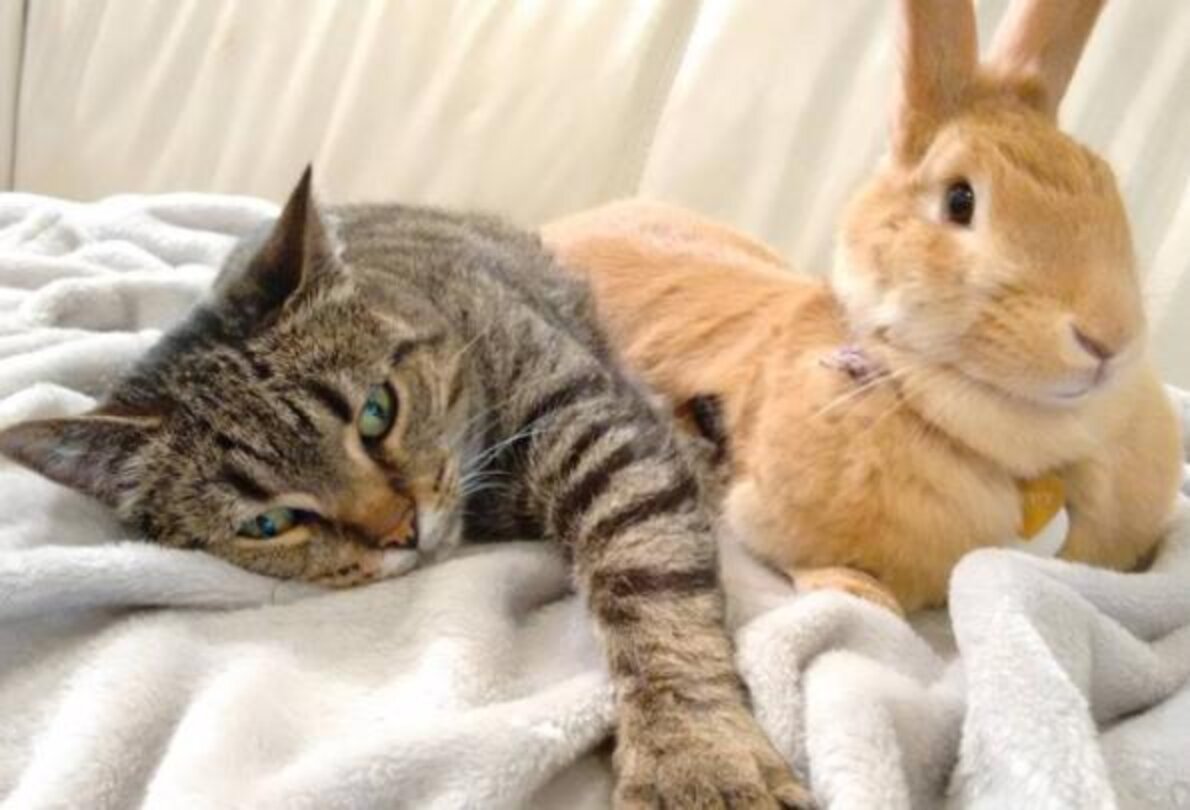 Rescue Cat Can't Stop Grooming And Cuddling Her Rabbit - The Dodo