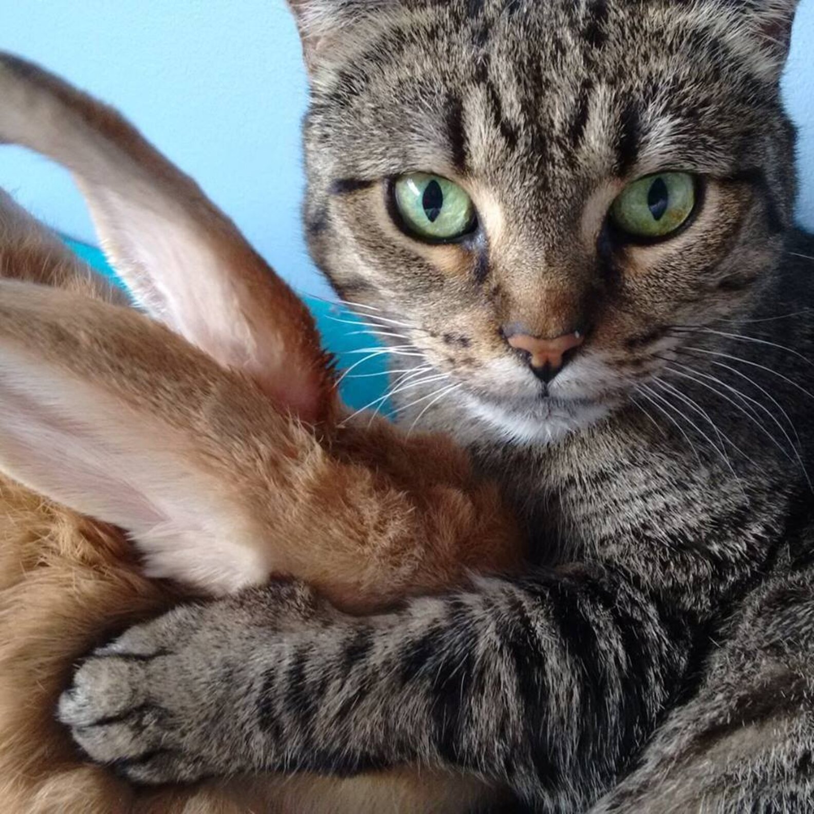 Rescue Cat Can't Stop Grooming And Cuddling Her Rabbit - The Dodo