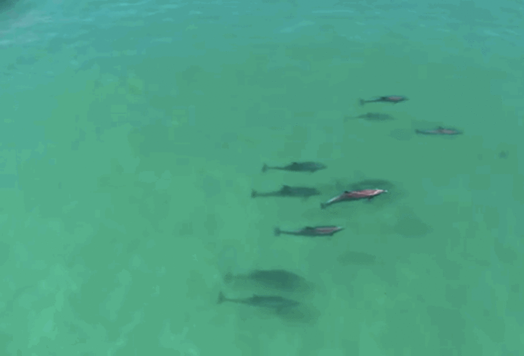 Dolphin Pod Swims Gracefully In Blissful Drone Footage - The Dodo