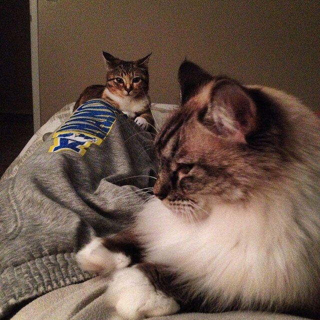 11 Jealous Cats With A Sibling Rivalry Problem - The Dodo