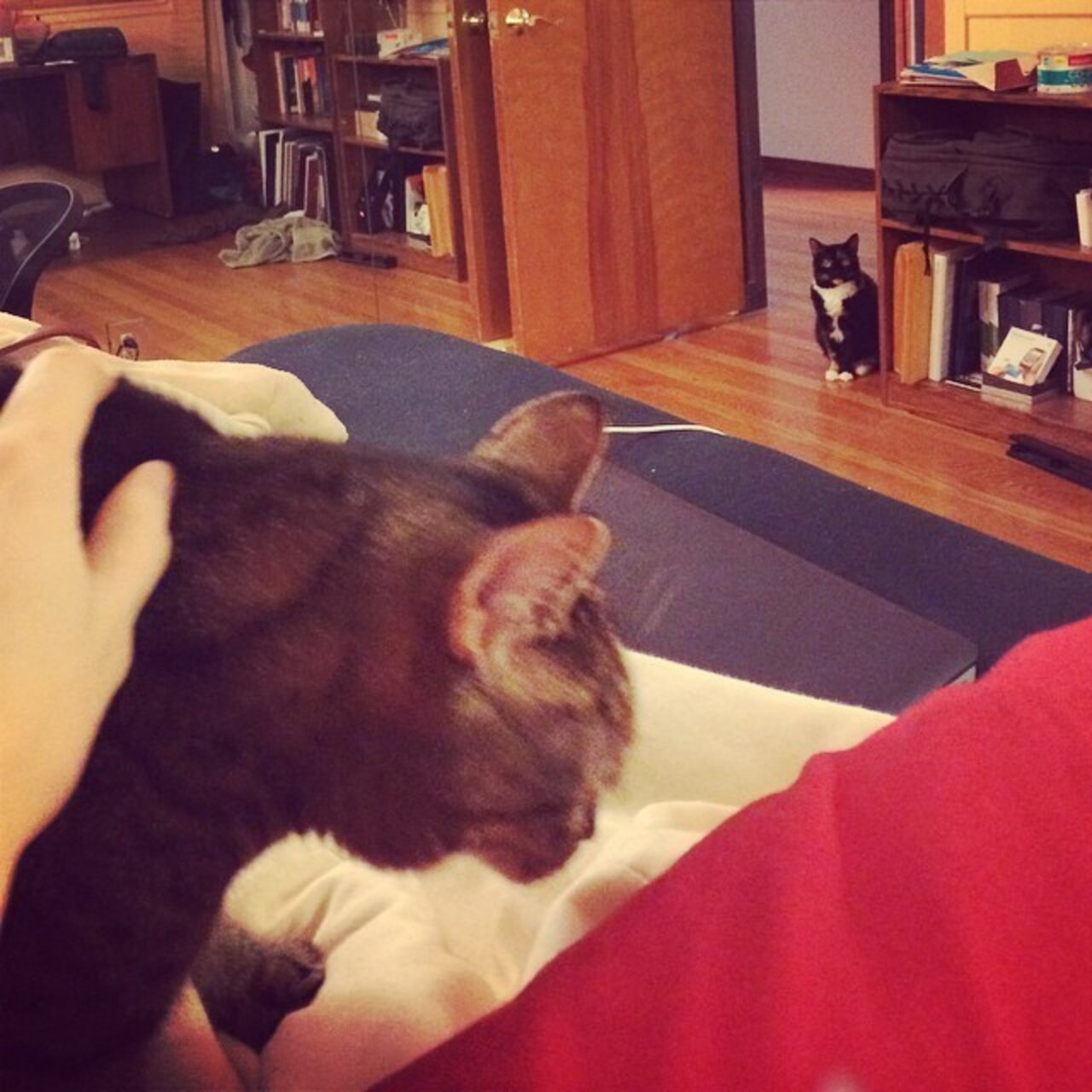 11 Jealous Cats With A Sibling Rivalry Problem - The Dodo