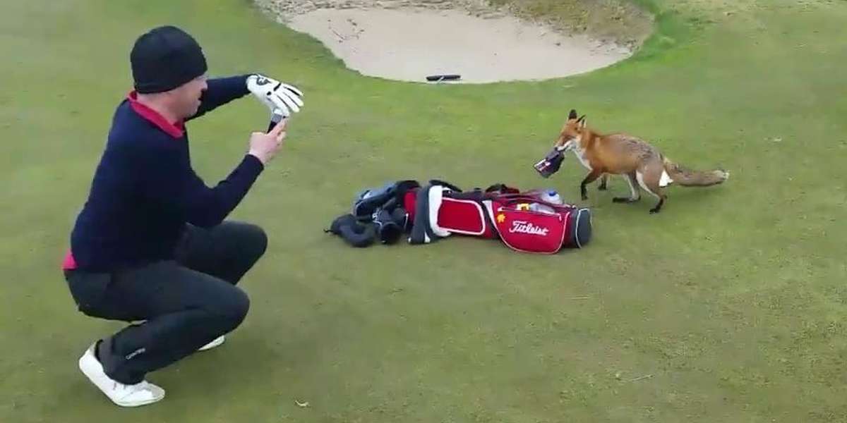 Fox Steals Man's Wallet Right In Front Of His Eyes - The Dodo