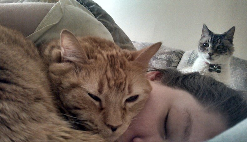 11 Jealous Cats With A Sibling Rivalry Problem - The Dodo