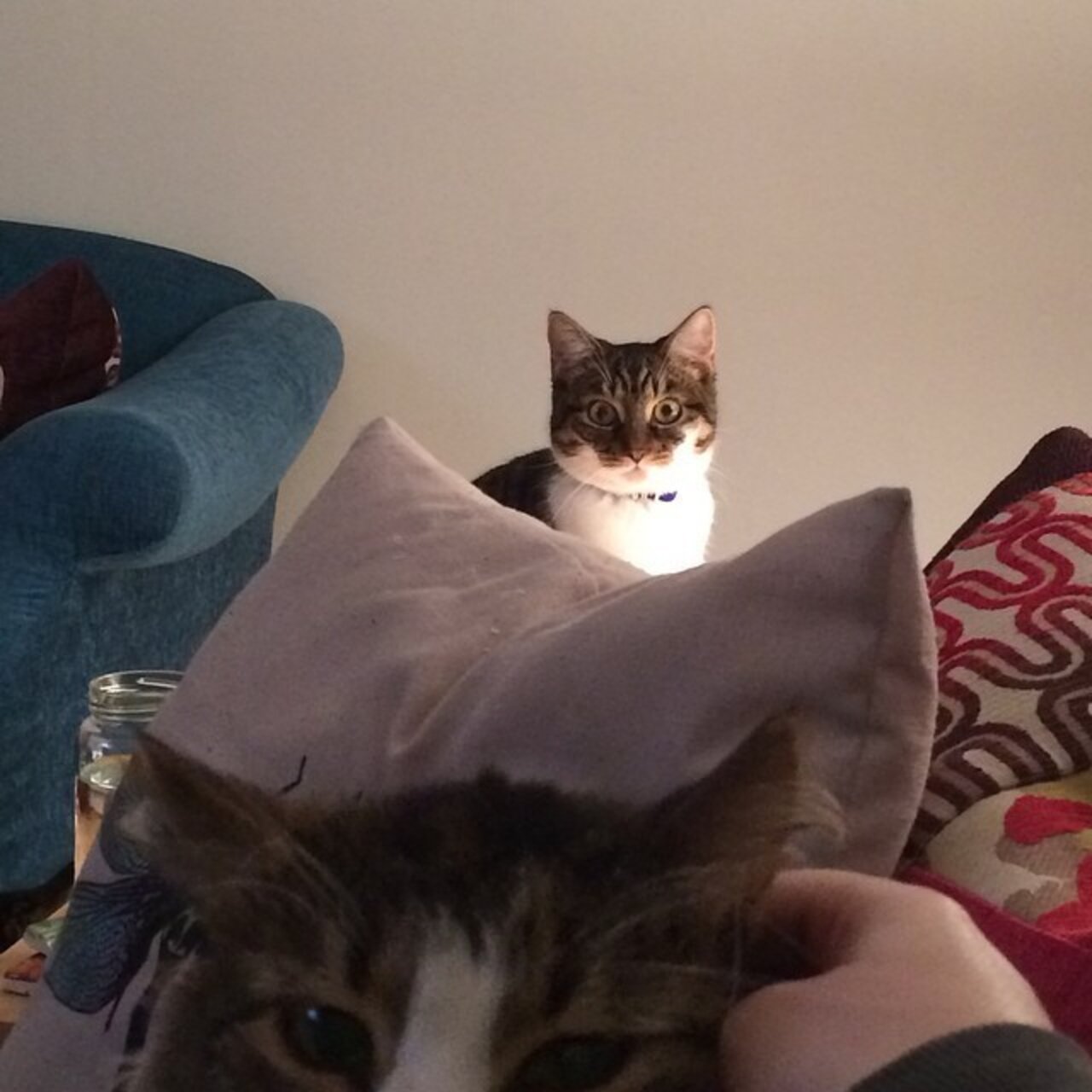 11 Jealous Cats With A Sibling Rivalry Problem - The Dodo