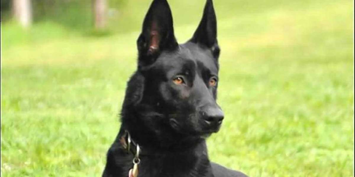 Loyal Dog Fights Off Attackers Who Nearly Drag A Man To His Death - The ...