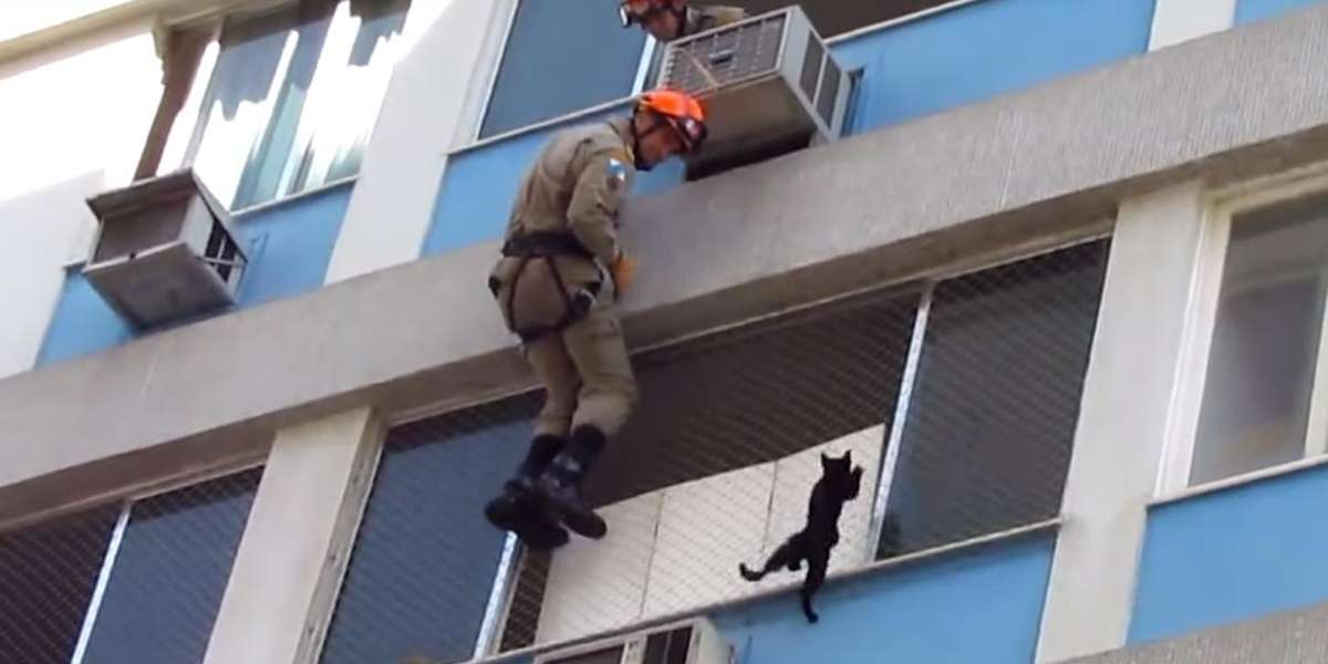 Cat Survives One Of The Craziest Pet Rescues Ever Recorded - The Dodo