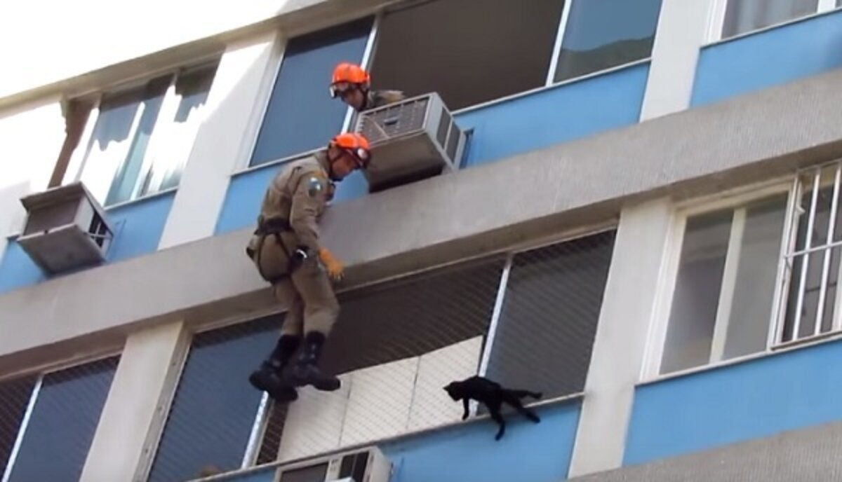 Cat Survives One Of The Craziest Pet Rescues Ever Recorded - The Dodo