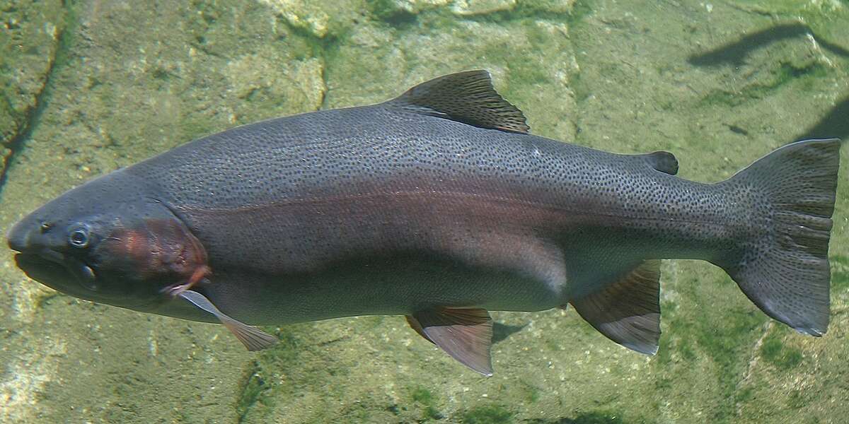 Oregon Anglers Demand Fish Be Made Easier To Catch - The Dodo