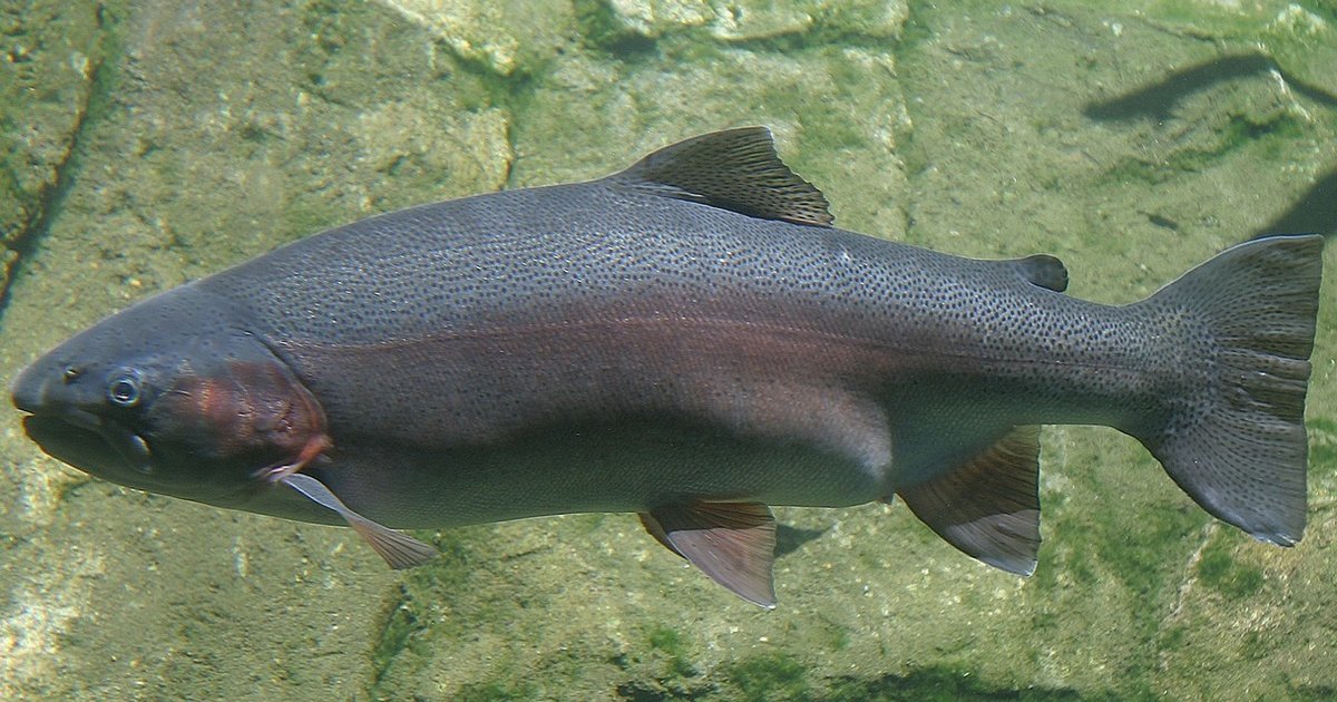 Oregon Anglers Demand Fish Be Made Easier To Catch - The Dodo