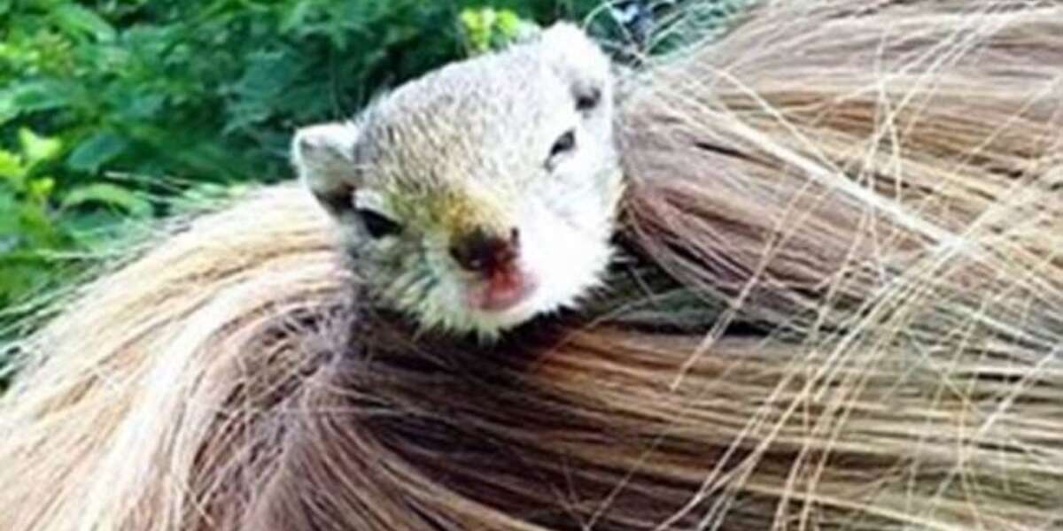 Squirrel Forms Charming Bond With Teenage Girl ... In Her Ponytail ...