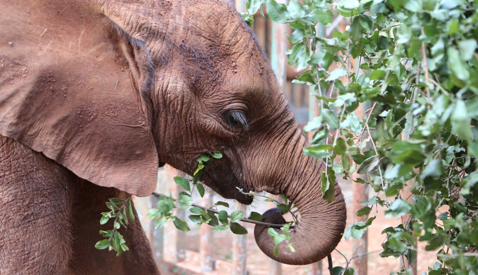 Baby Elephant Takes Triumphant First Strides After Brutal Leg Injury ...