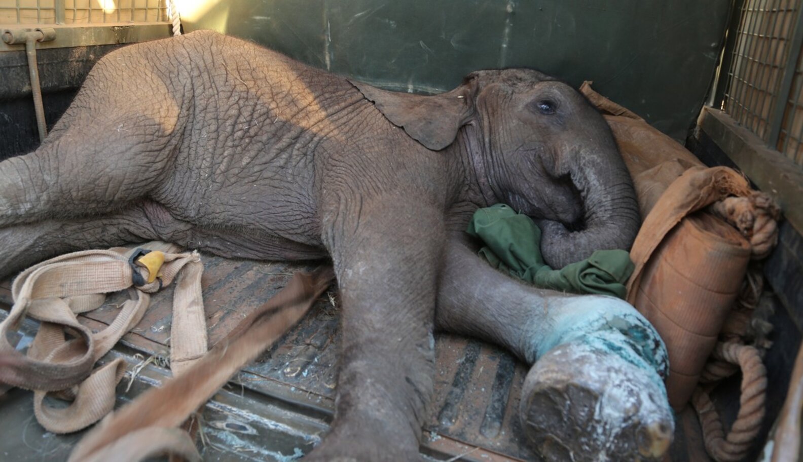 Baby Elephant Takes Triumphant First Strides After Brutal Leg Injury ...