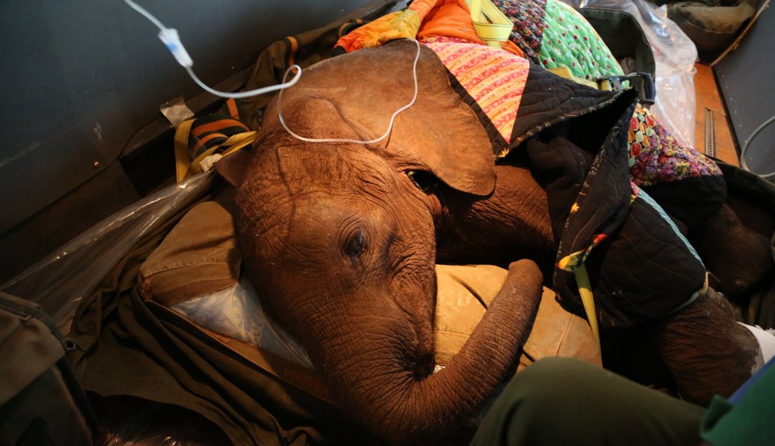 Baby Elephant Takes Triumphant First Strides After Brutal Leg Injury ...