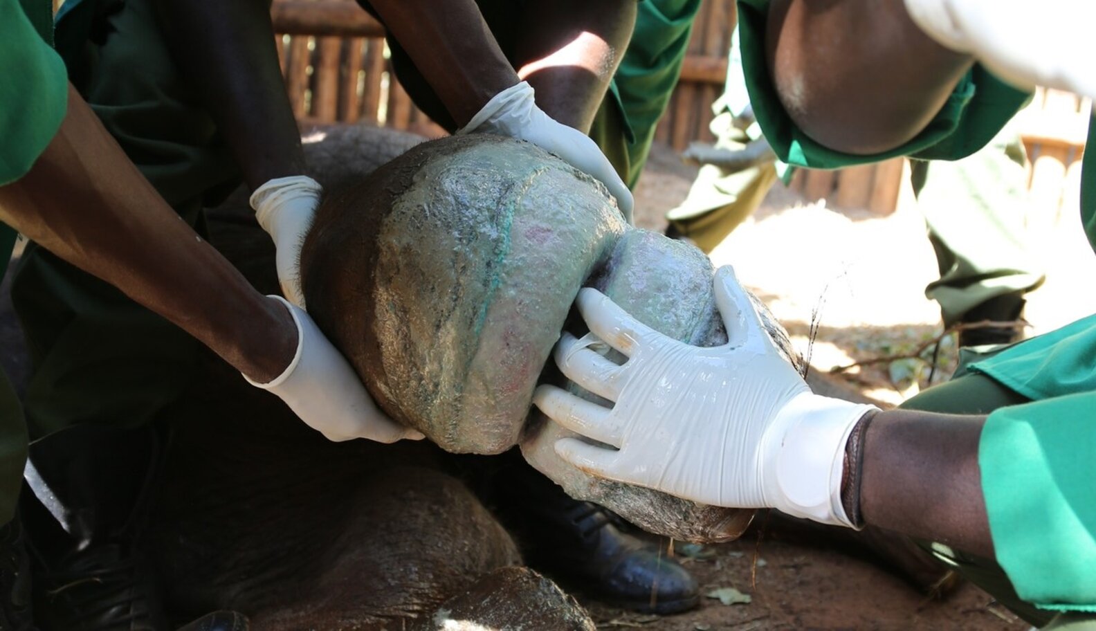 Baby Elephant Takes Triumphant First Strides After Brutal Leg Injury ...