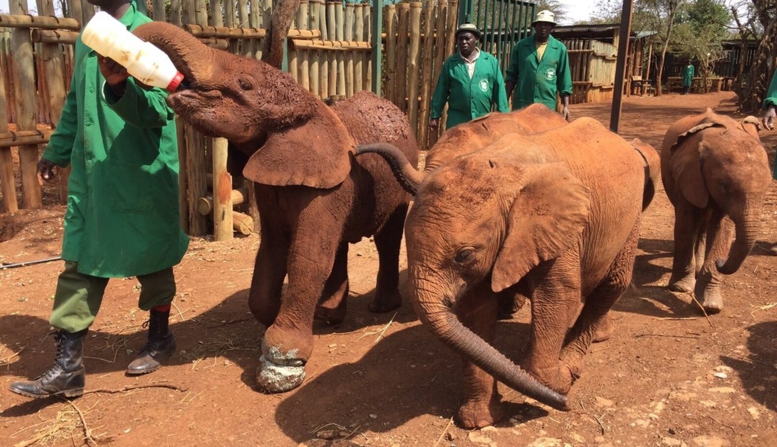 Baby Elephant Takes Triumphant First Strides After Brutal Leg Injury ...