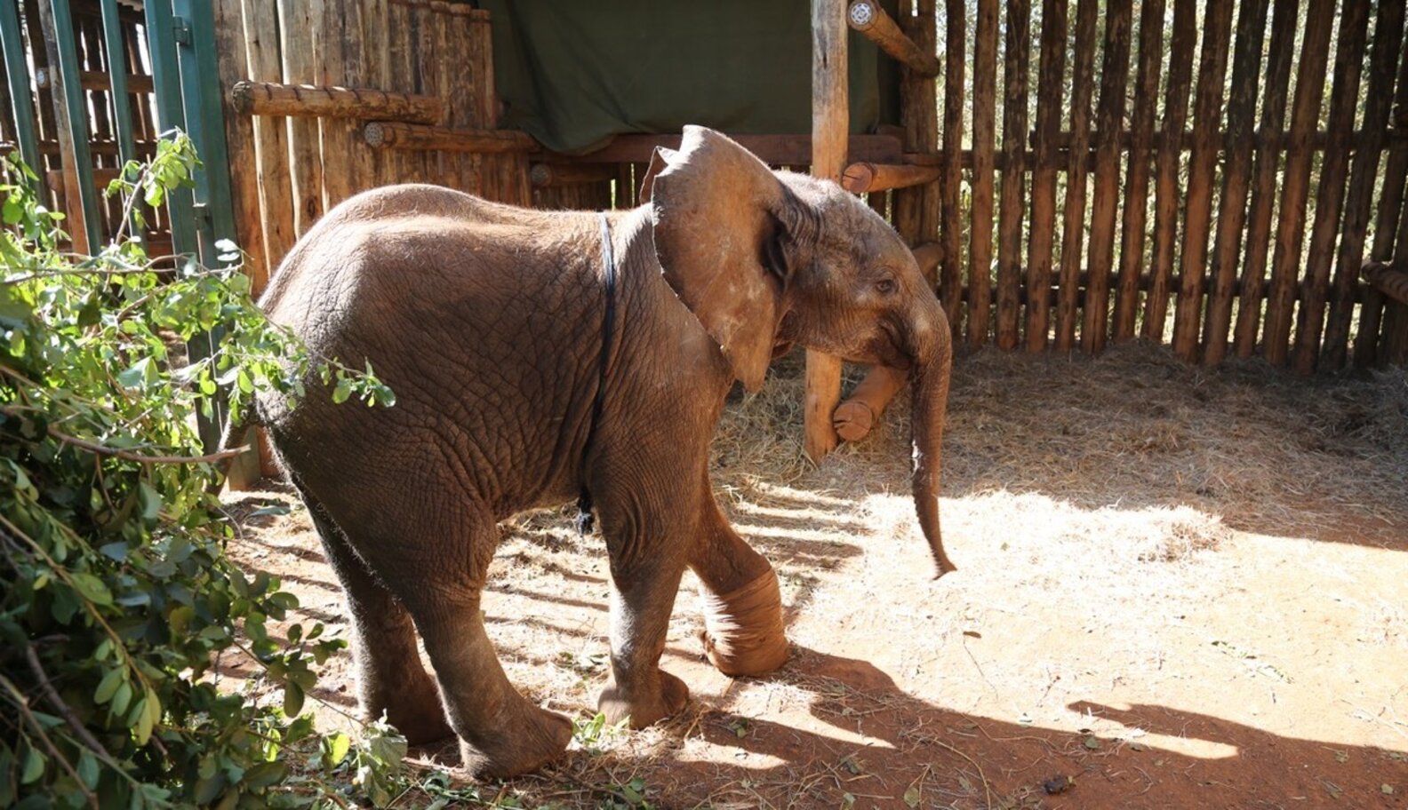 Baby Elephant Takes Triumphant First Strides After Brutal Leg Injury ...