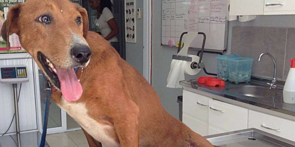 Dog With Broken Back Drags Her Legs To Human Rescuers - The Dodo