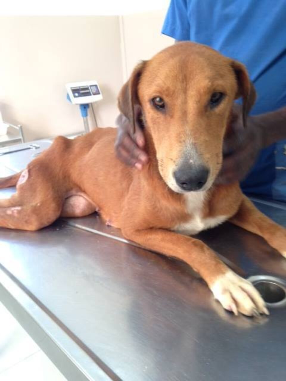 Dog With Broken Back Drags Her Legs To Human Rescuers - The Dodo