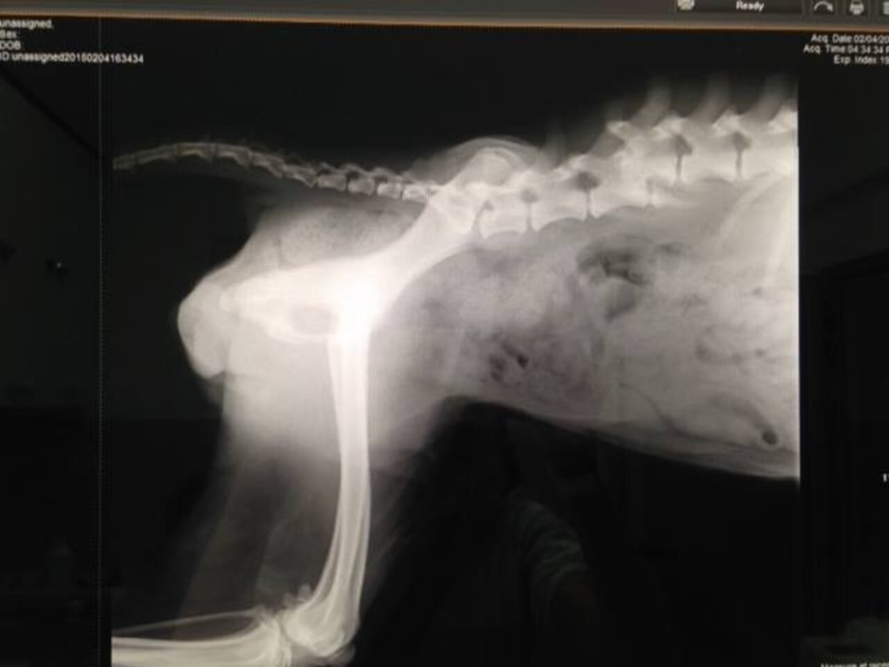 Dog With Broken Back Drags Her Legs To Human Rescuers - The Dodo