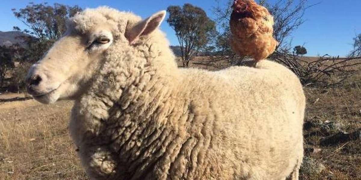 Chicken Is The Boss Of Every Animal On Her Farm - The Dodo