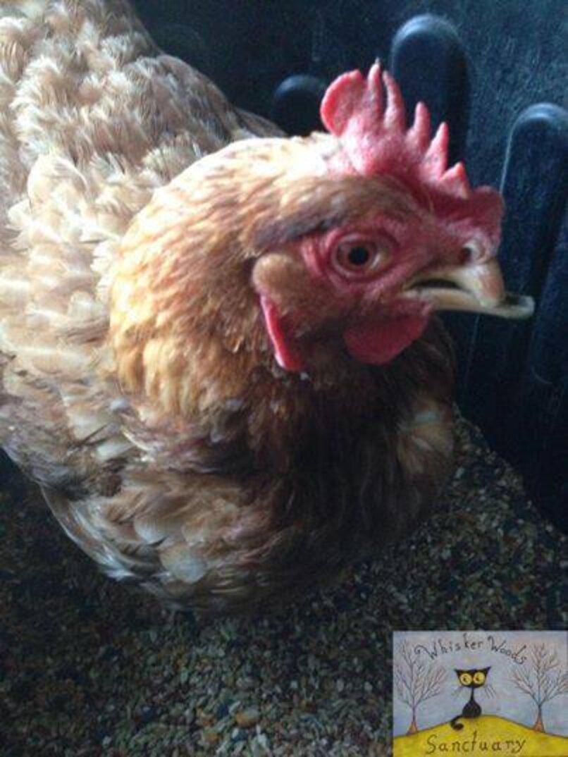 Chicken Is The Boss Of Every Animal On Her Farm - The Dodo