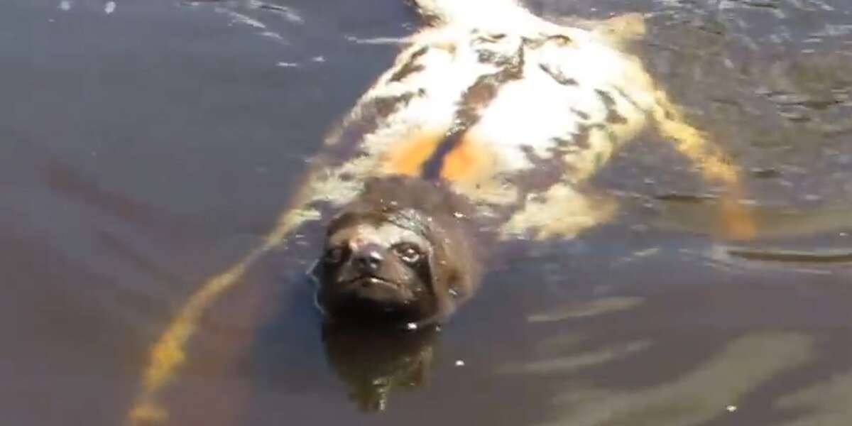 Sloth Goes For A Swim Video - The Dodo