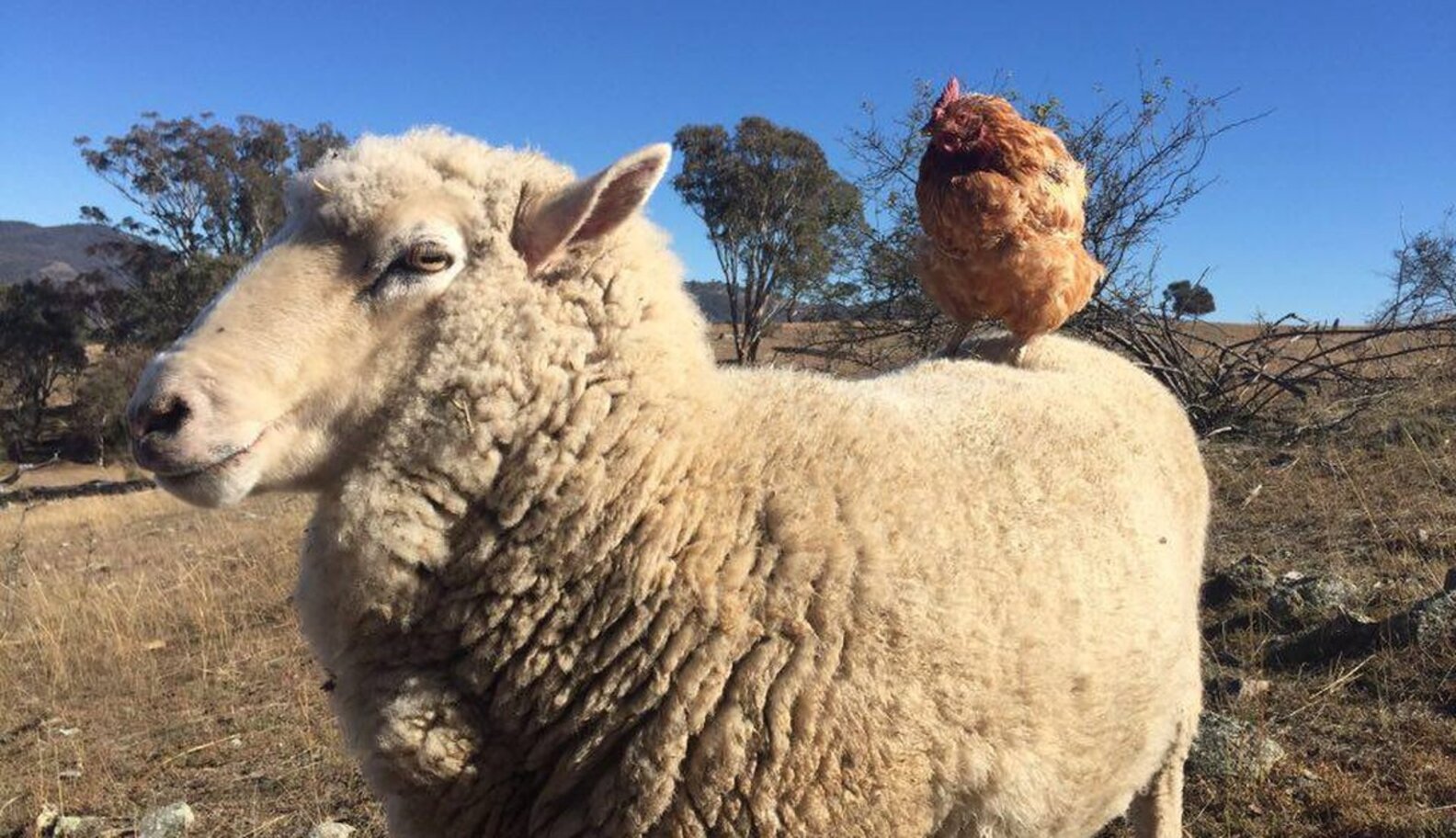 Chicken Is The Boss Of Every Animal On Her Farm - The Dodo