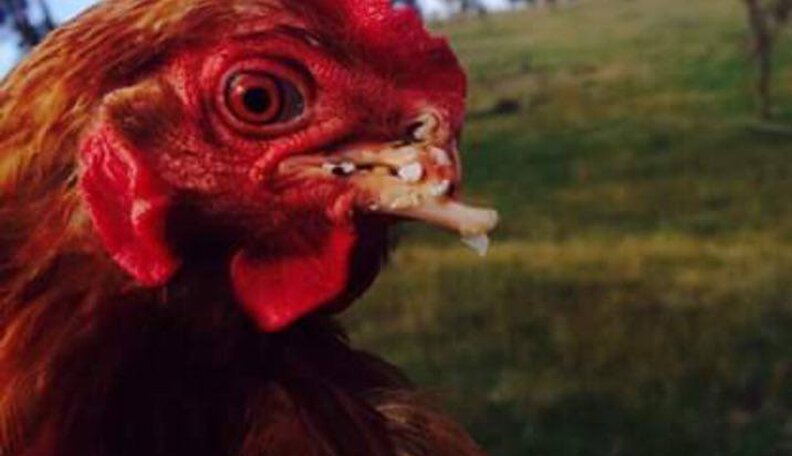 Chicken Is The Boss Of Every Animal On Her Farm - The Dodo